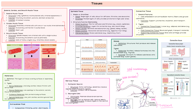 Tissues Overview: Skeletal, Cardiac, Smooth, Epithelial, Connective ...