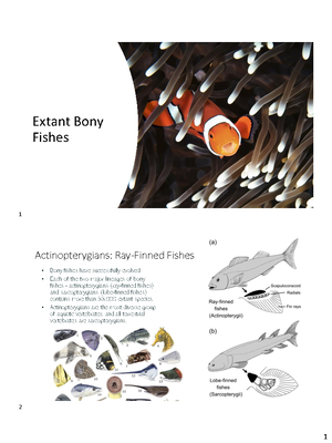 Batoidea and Chondrichthyans: Morphology, Ecology, and Reproduction ...