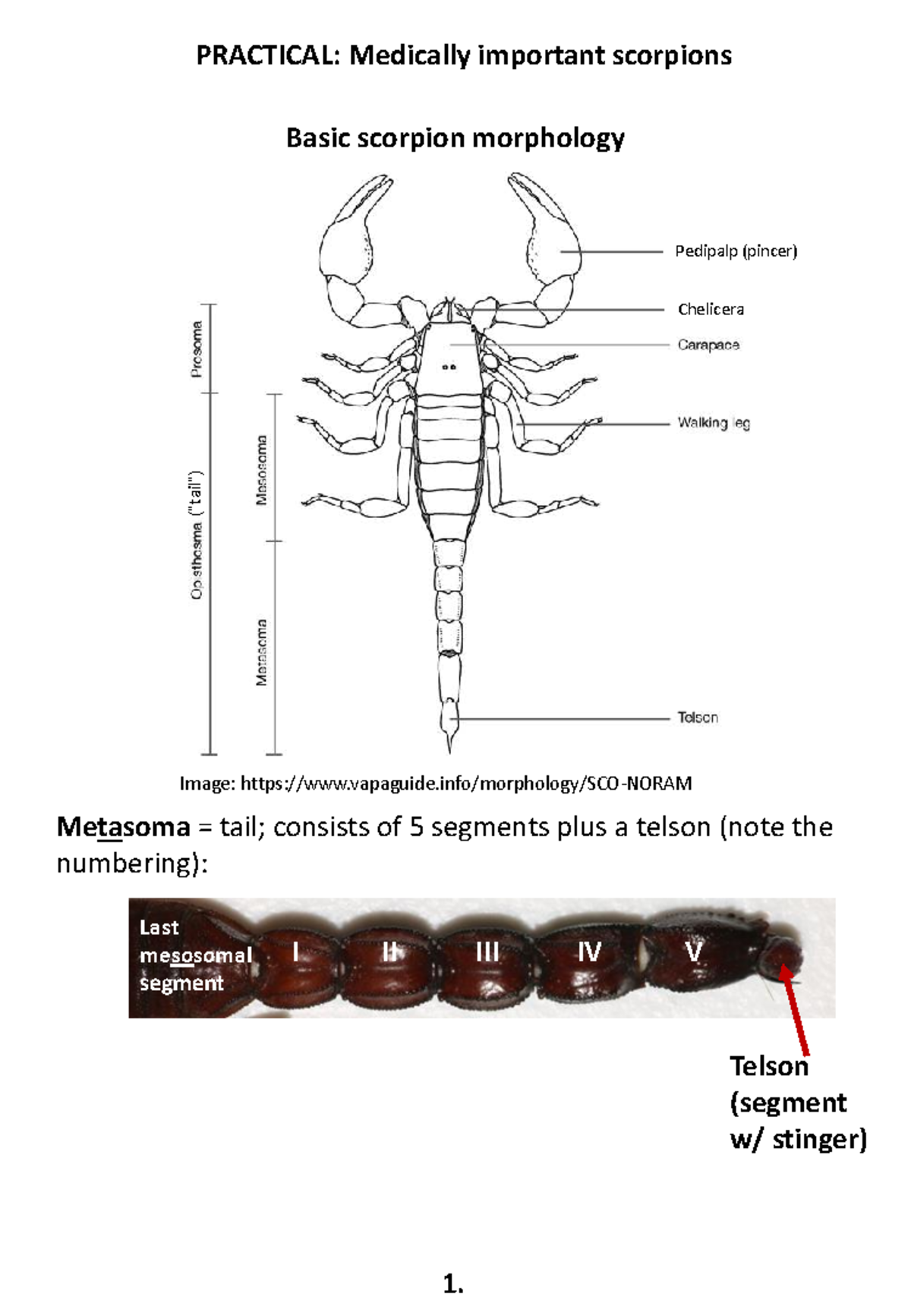 PRACTICAL: Identification of Medically Important Scorpions 2025 - Studocu