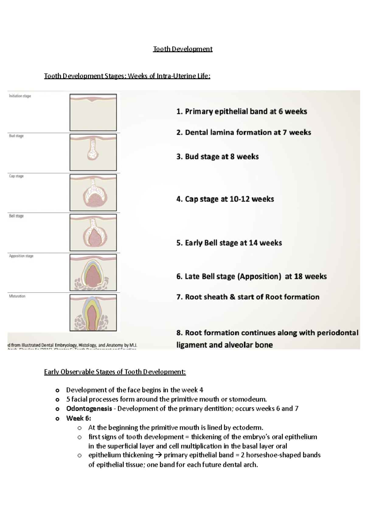 Tooth Development - o Odontogenesis - Development of the primary ...