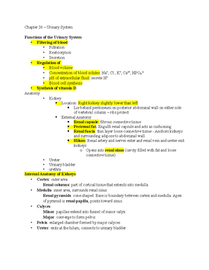 Max's Maximum A Case Study on the Urinary Systems - Urinary System Case ...