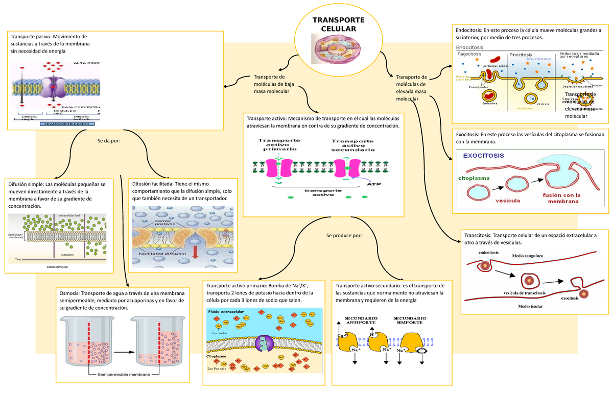 Mapa Conceptual del Transporte Celular: Tipos y Mecanismos - Studocu