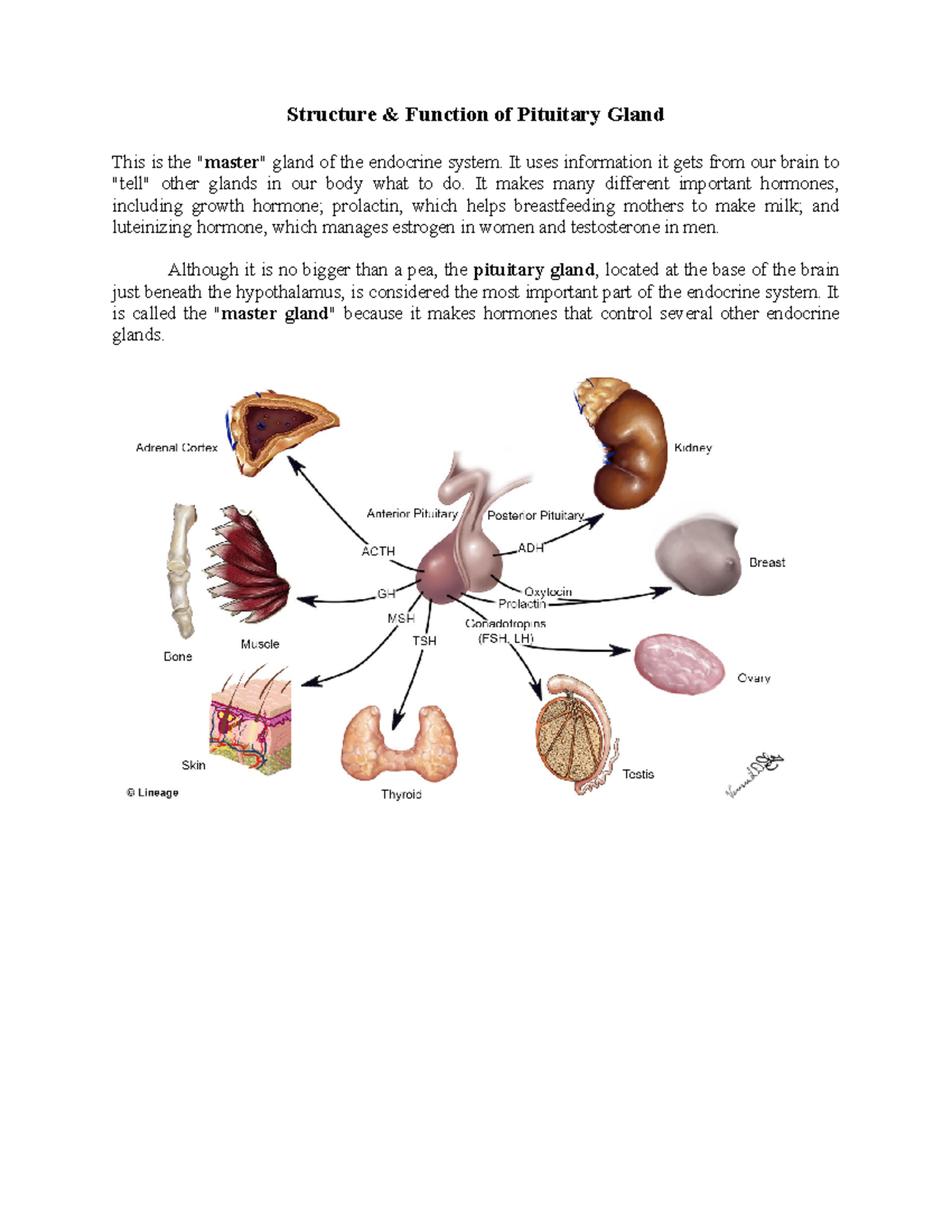 Pituitary Gland Structure & Function - Study Notes - Studocu