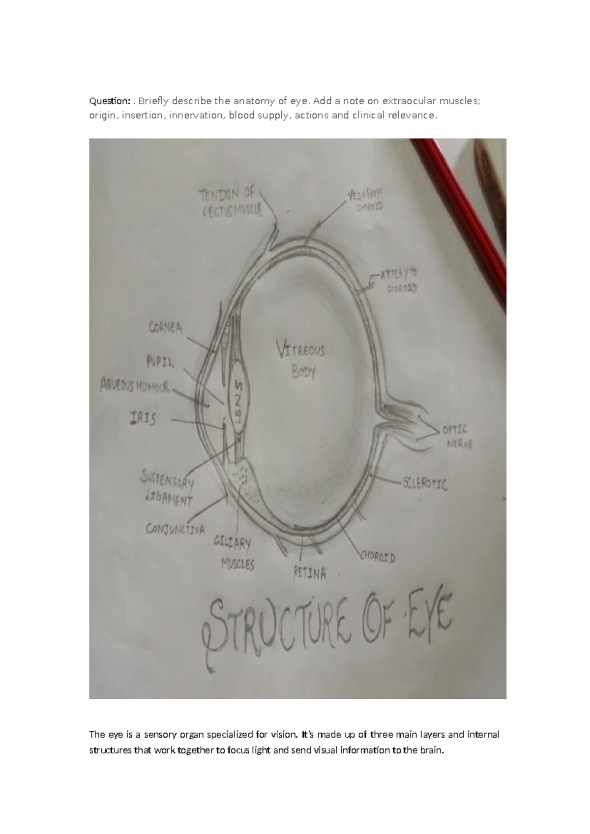 Anatomy of the Pleura and Lungs: A Comprehensive Overview (BIO 101 ...
