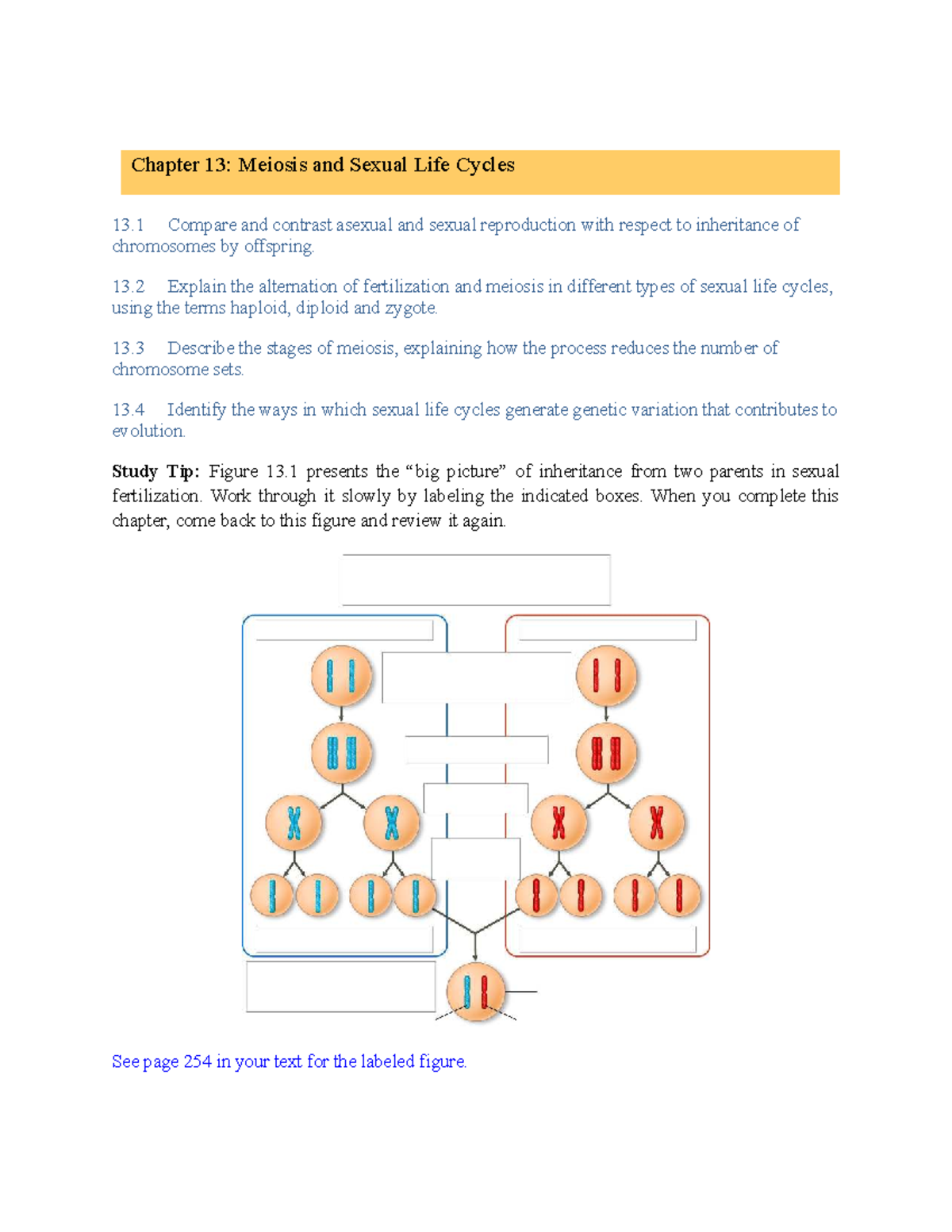 Chapter 13 Study Guide: Meiosis & Sexual Life Cycles Concepts - Studocu