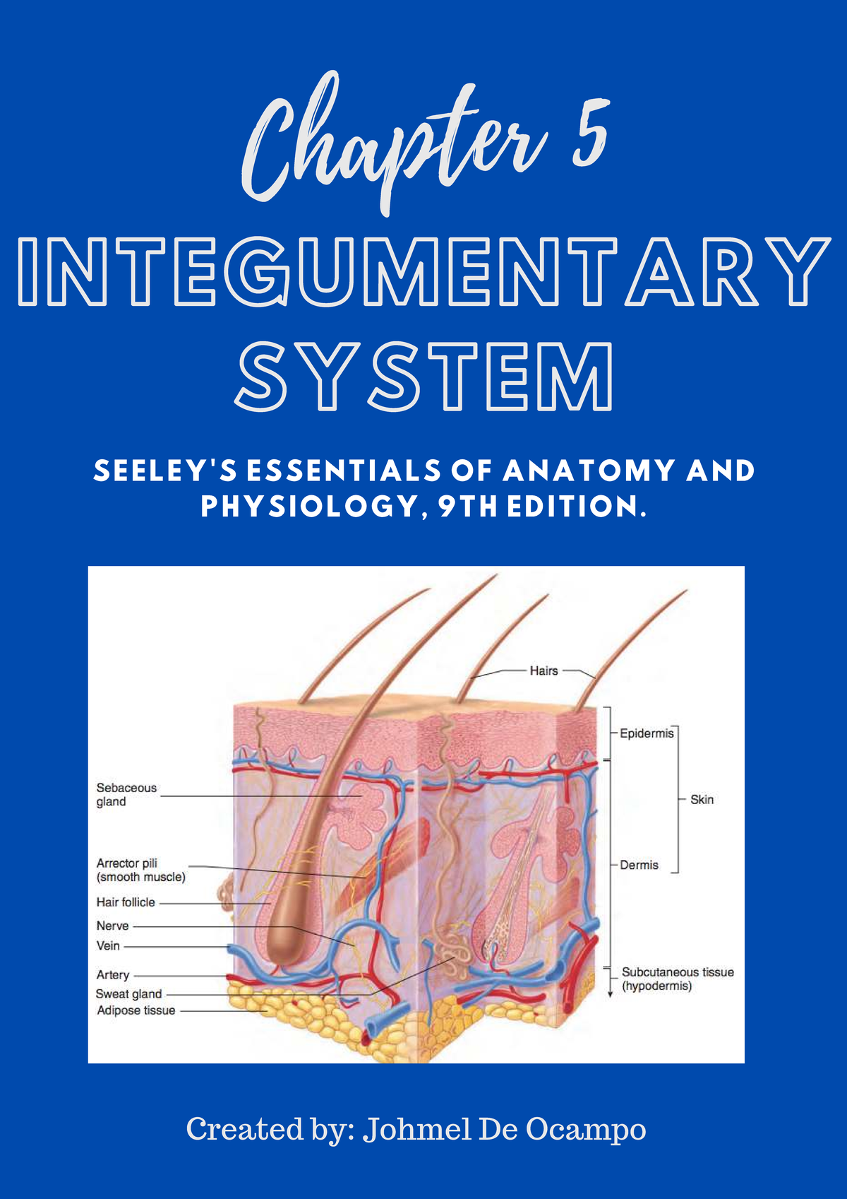 Anatomy & Physiology (Chapter 5): Integumentary System Overview - Studocu