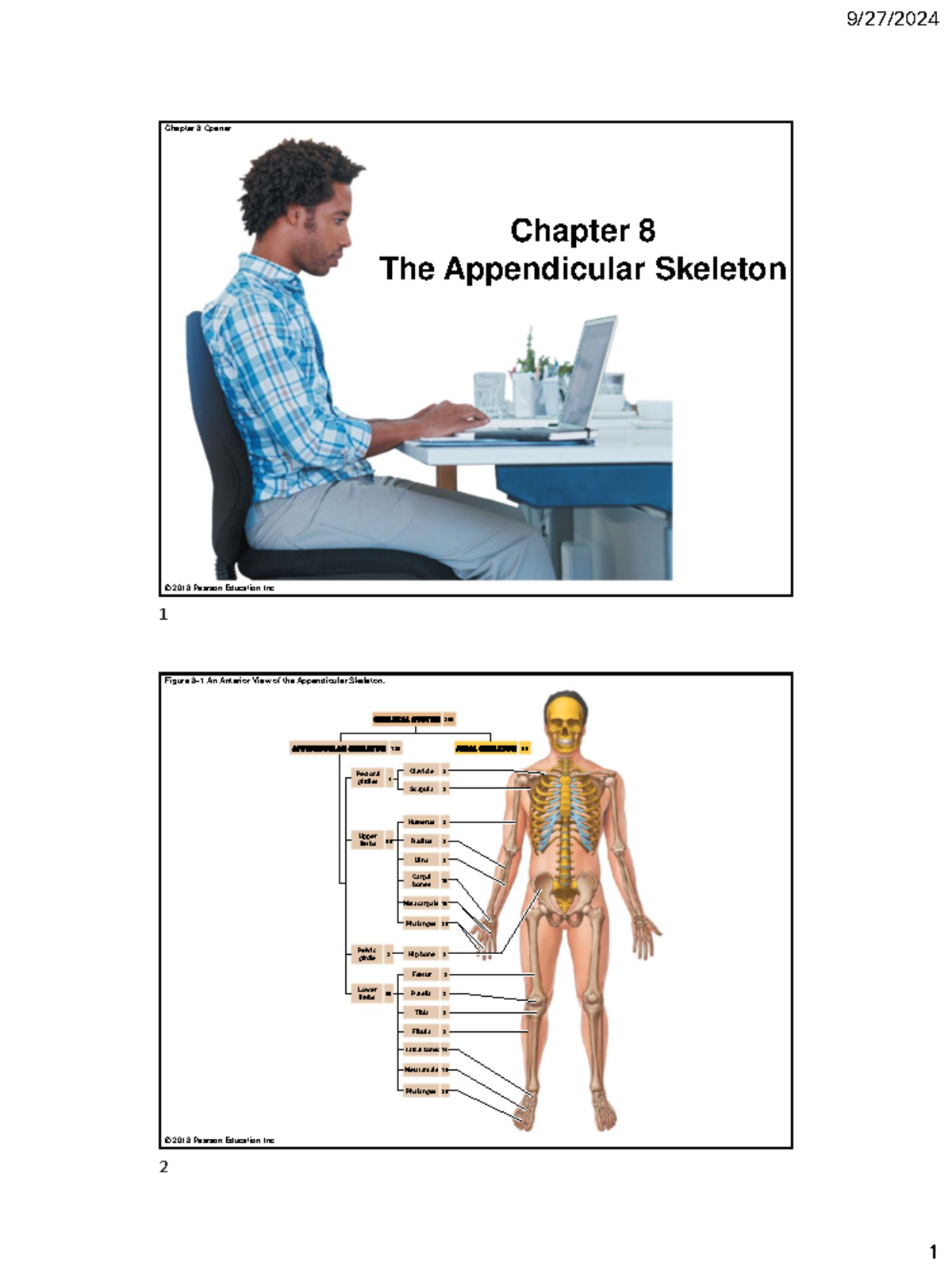 Chapter 8: Overview of the Appendicular Skeleton - Studocu