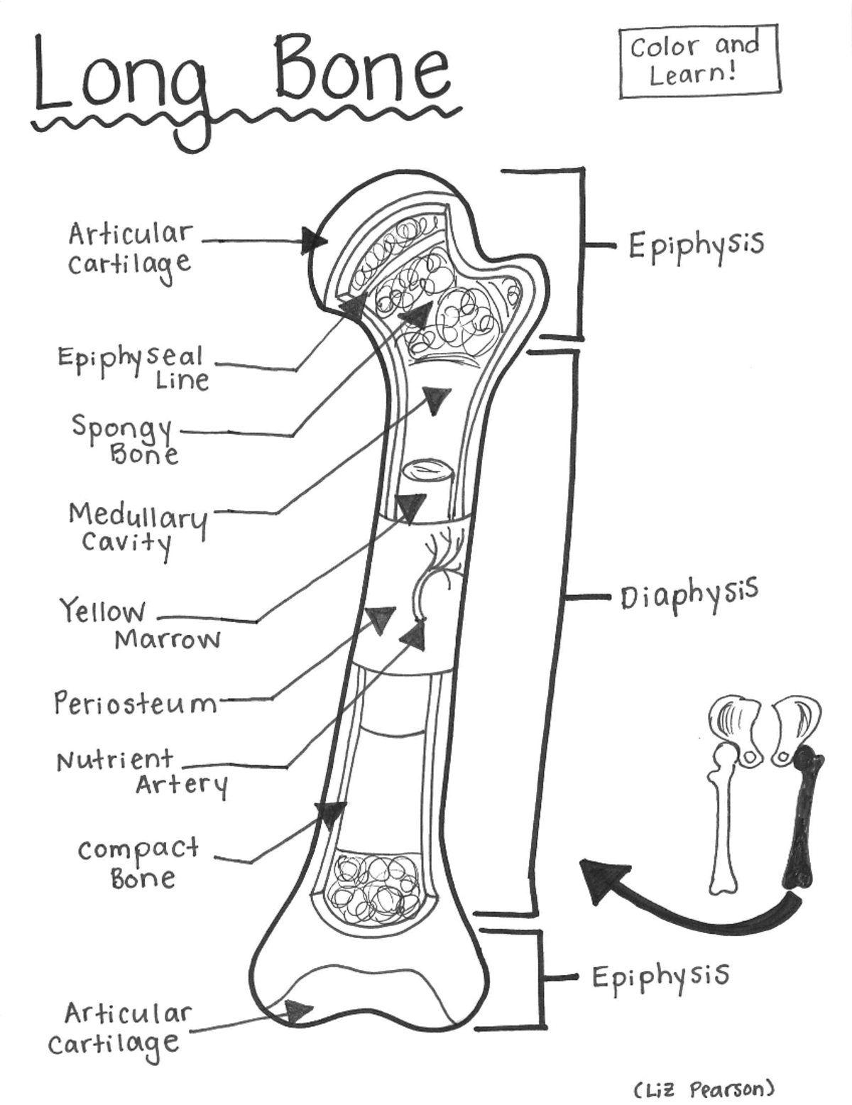 Long Bone - Long Bone Diagram labeling - HHPL 102 - Long Bone Color and ...
