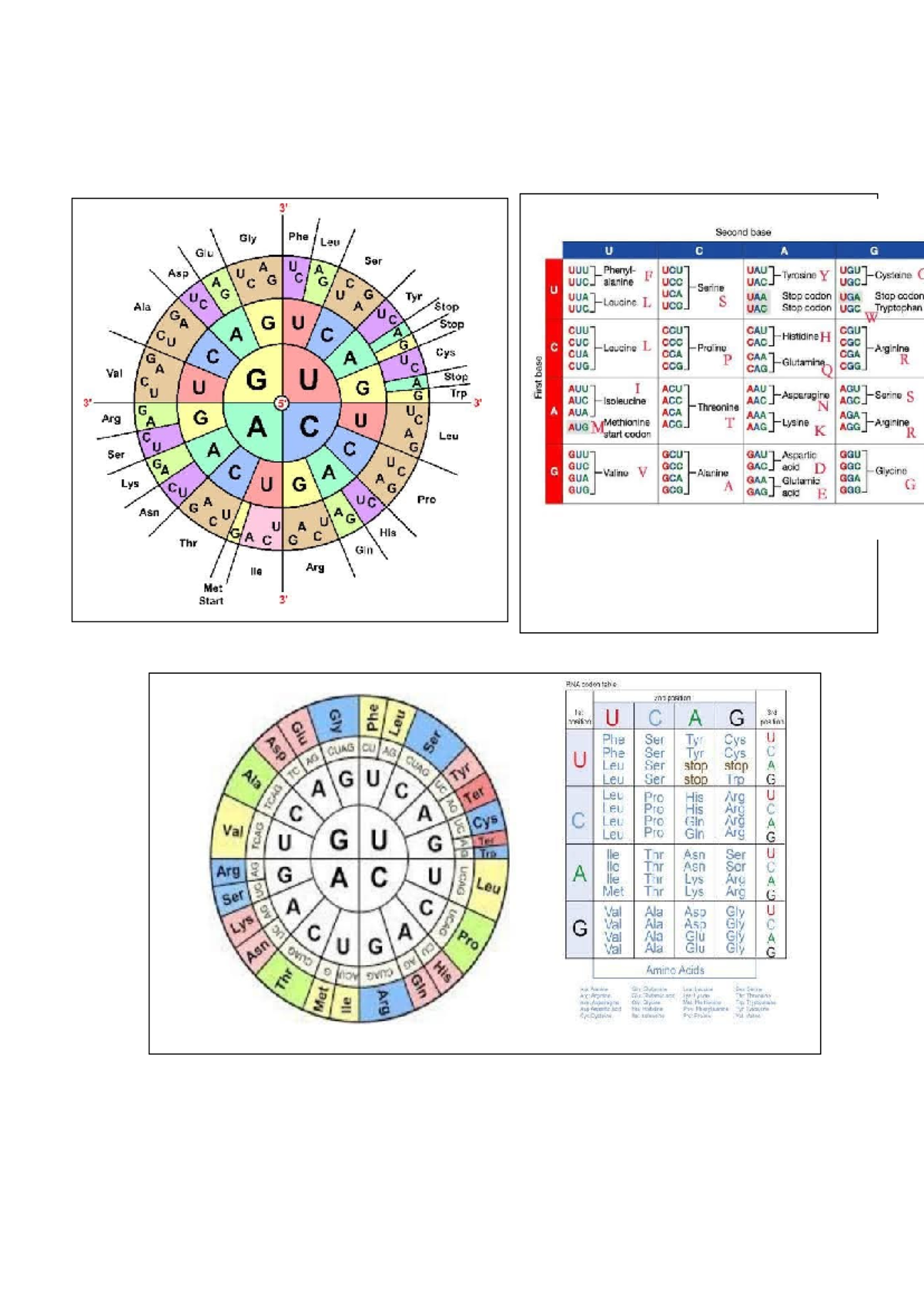Cyto - Codon Chart: Amino Acids and Their Corresponding Codons - Studocu