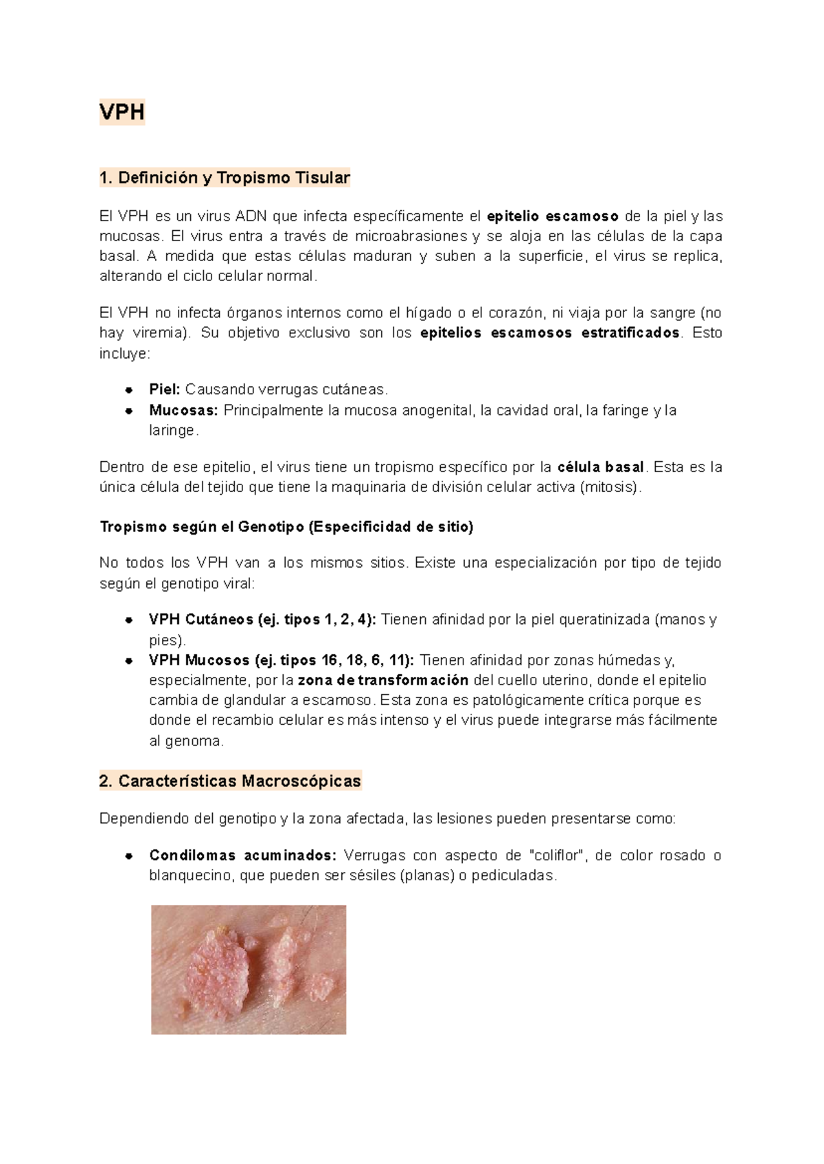 VPH - Guía sobre Definición, Tropismo y Oncogénesis - Studocu