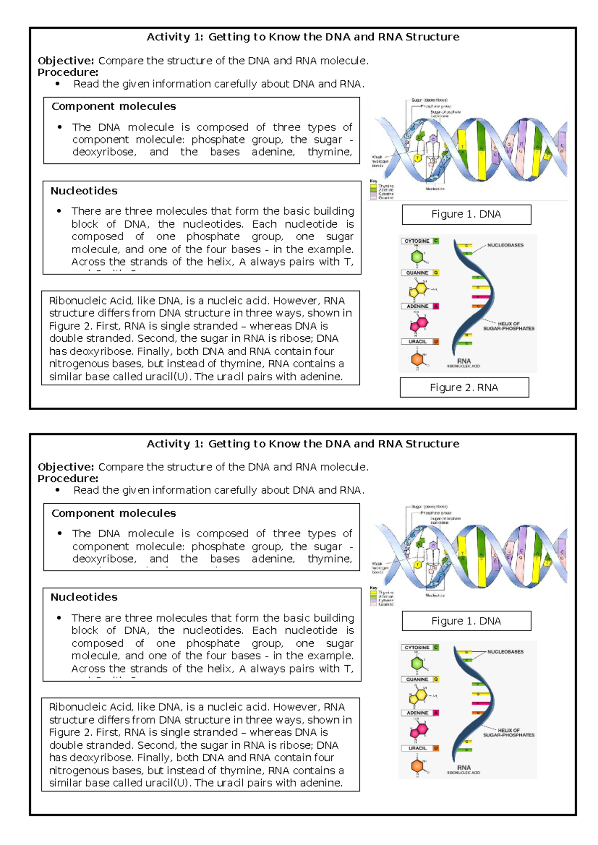 DNA & RNA Structure Comparison - SCIENCE 10 Activities - Studocu