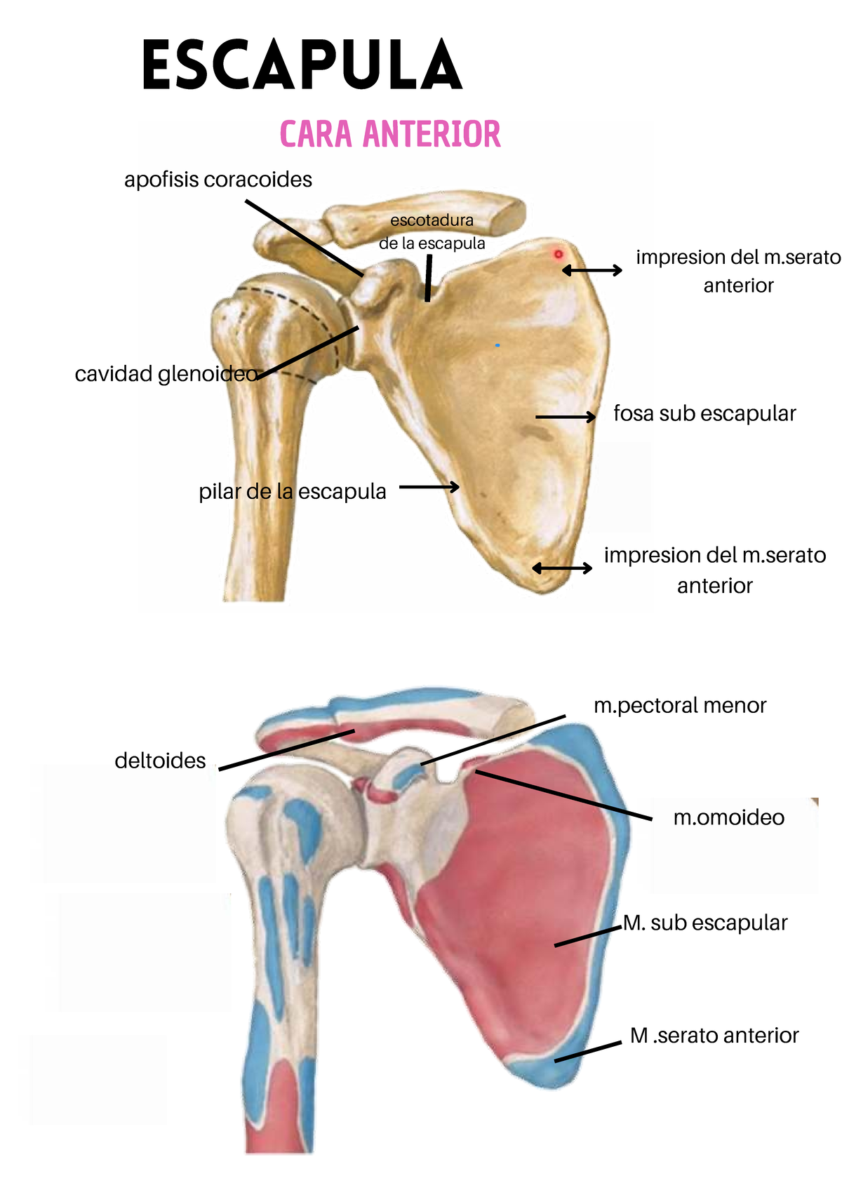 Osteología: Escapula y Músculos Relacionados - HUESO - Studocu