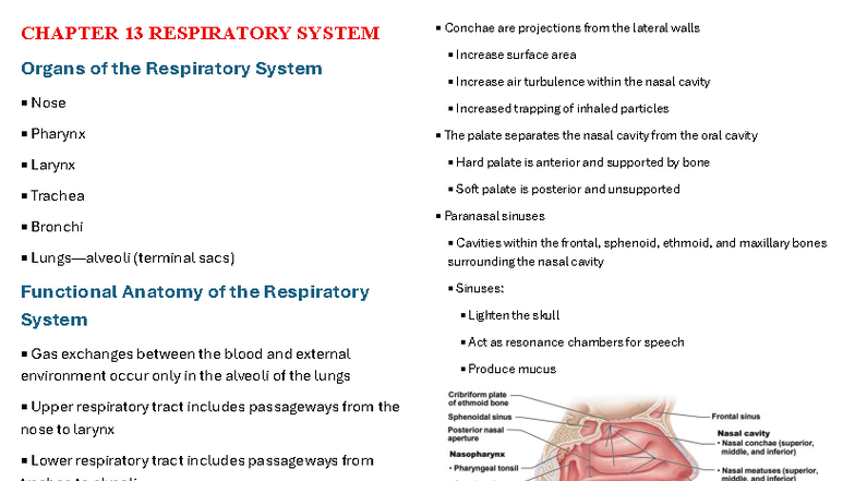 CHAPTER 13: RESPIRATORY SYSTEM - Anatomy and Physiology Overview - Studocu