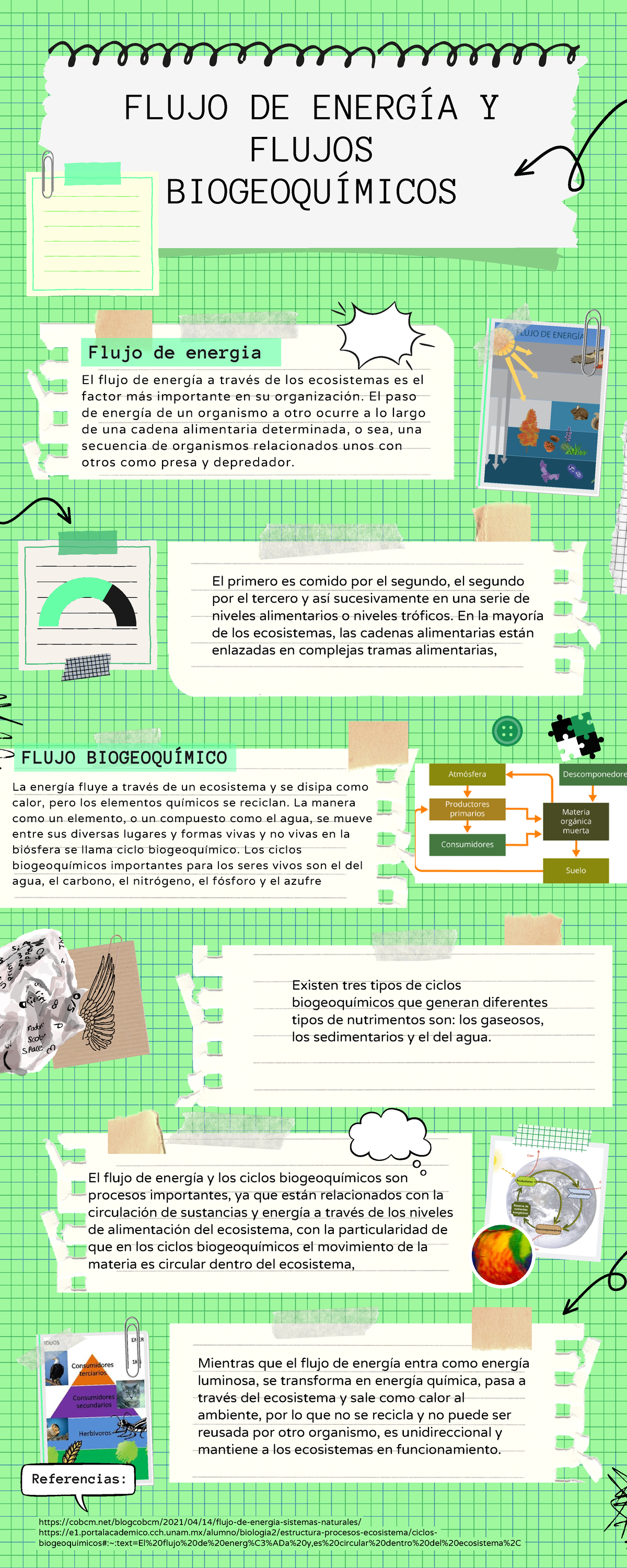 Flujo De Energía Y Ciclo Químico En Un Ecosistema