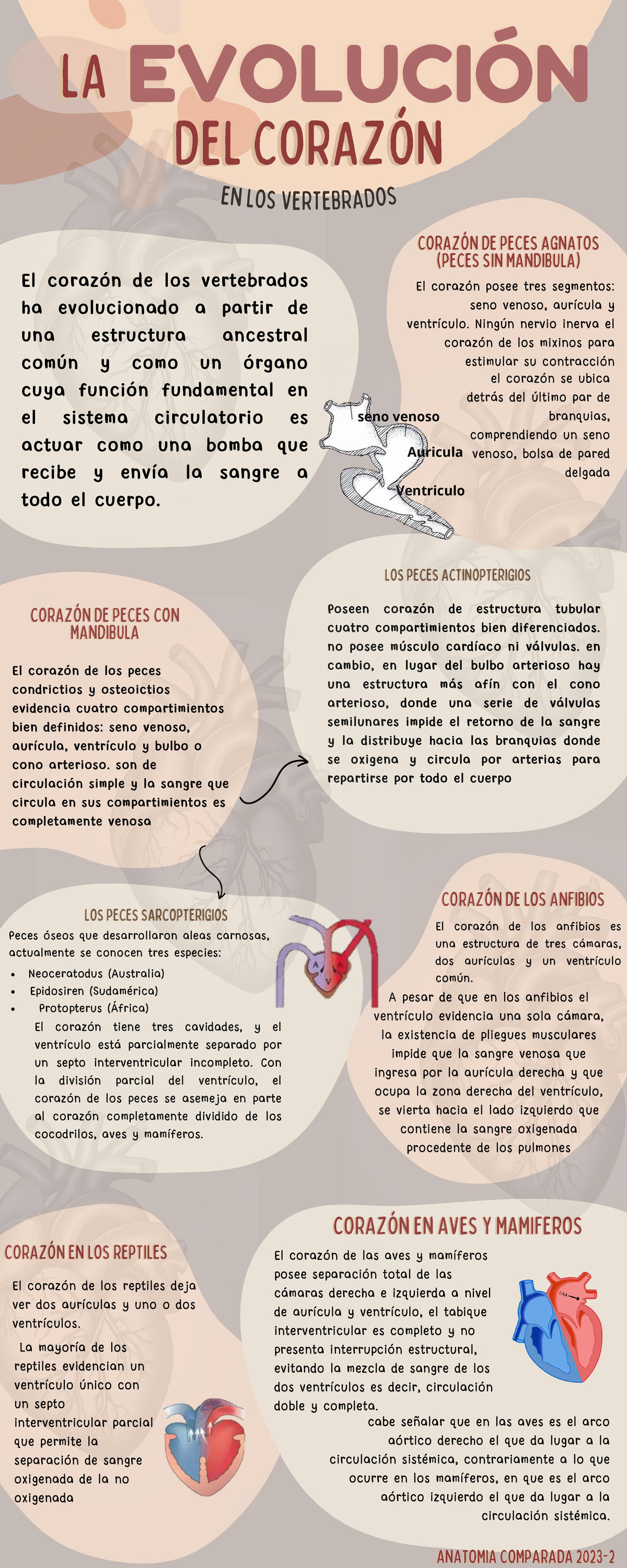 Anatomía Del Corazón De Reptil