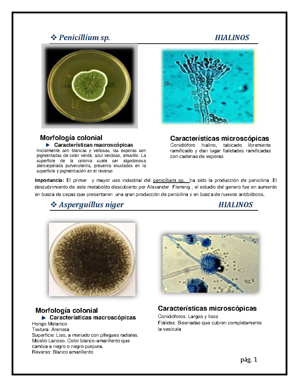 Morfología Colonial y Características de Hongos: Penicillium y Otros ...