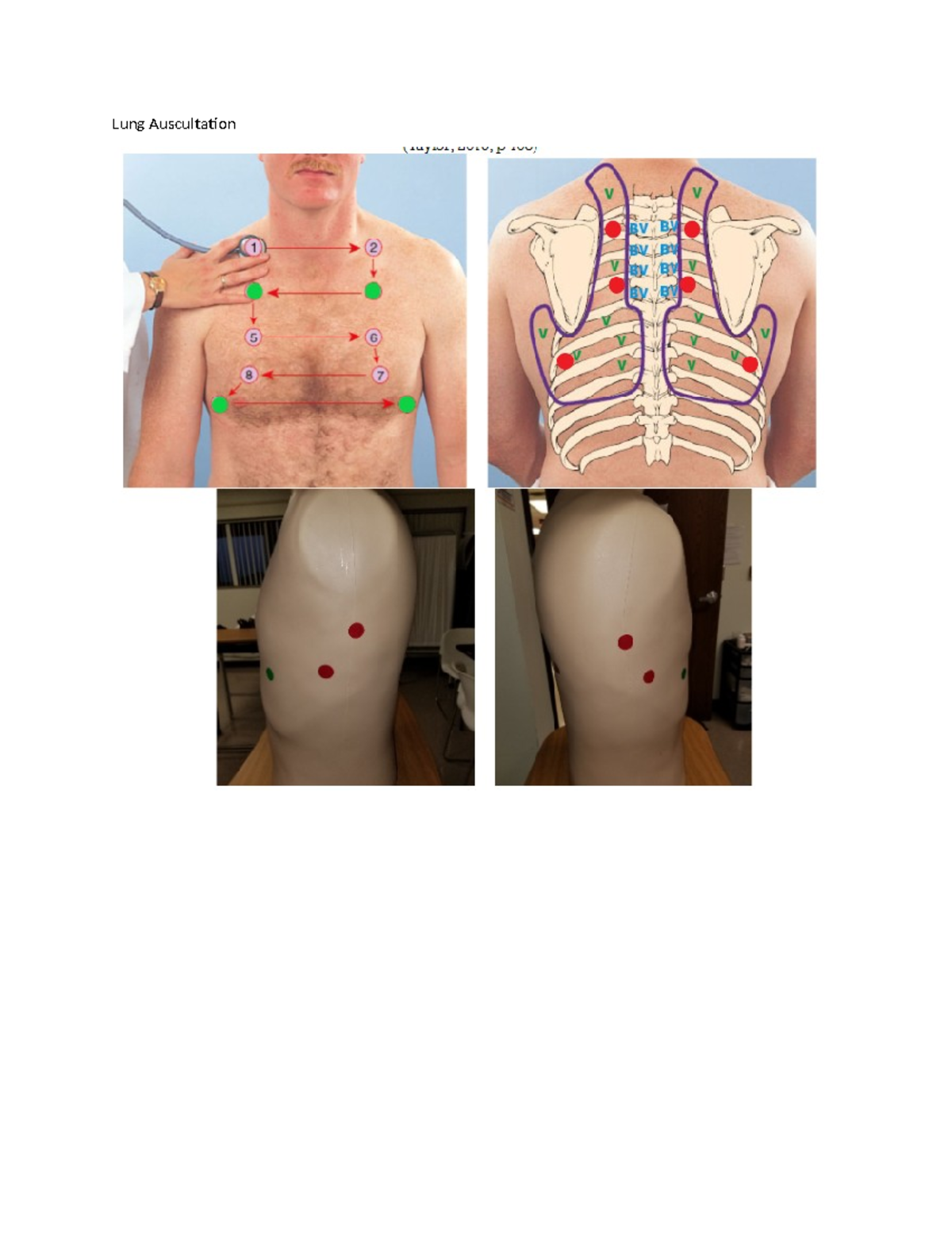 Auscultation Landmarks for Cardiac Assessment (M 100) - Studocu