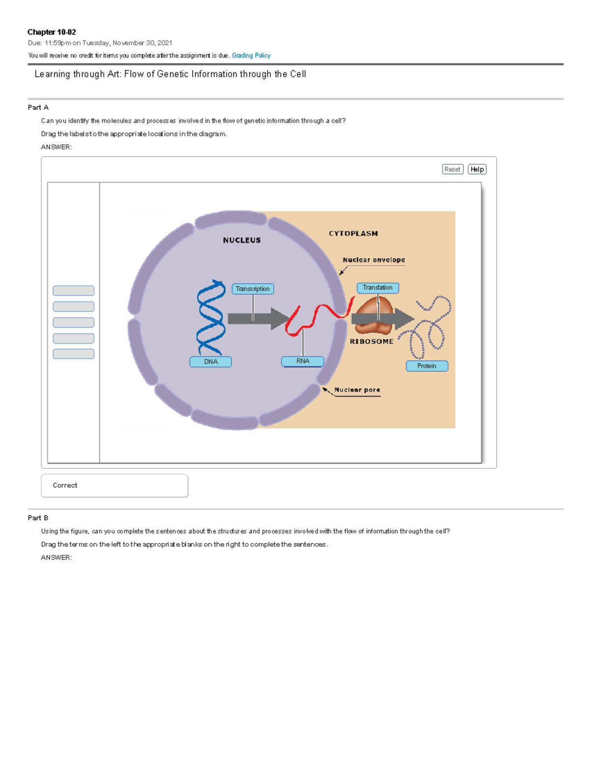 Chapter 10-02: Flow of Genetic Information - Pearson Homework Guide ...