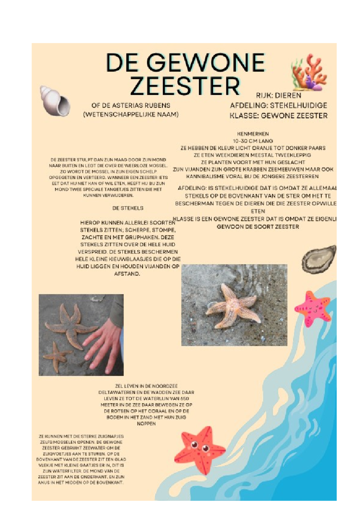 DE GEWONE ZEESTER: KENMERKEN EN LEVEN IN DE NOORDZEE - Studeersnel