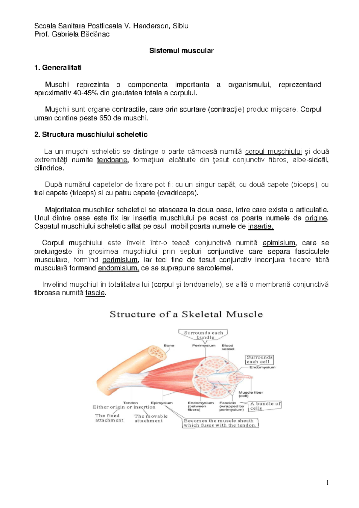 Sistemul muscular: Note de lecție pentru Școala Sanitară SS 101 - Studocu