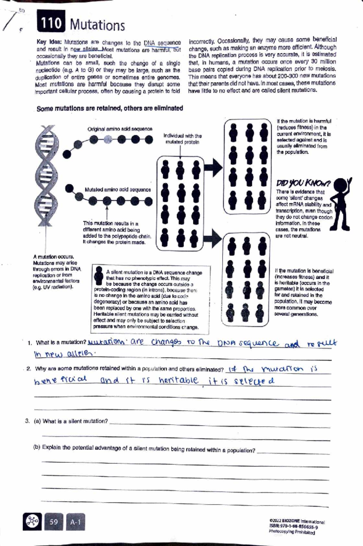 Mutations Worksheet: Understanding DNA Changes and Their Effects - Studocu