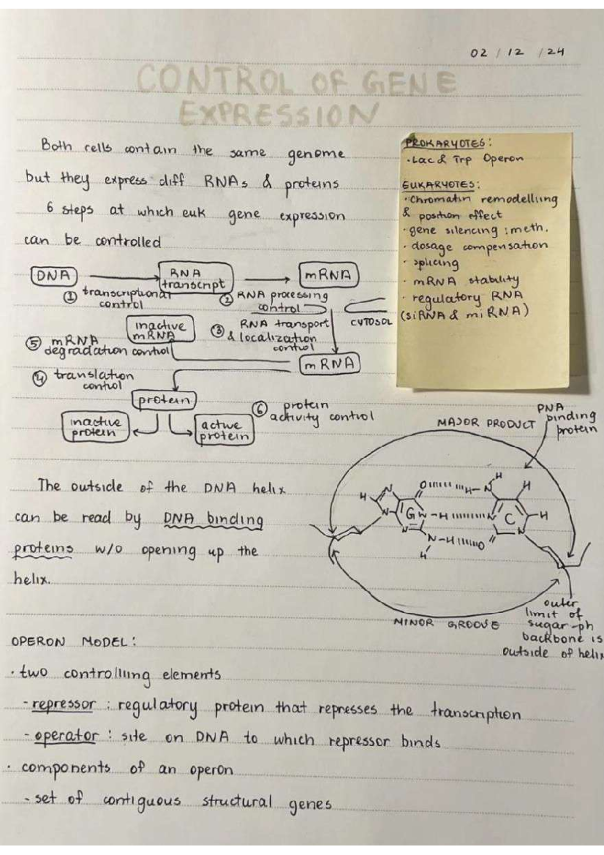 Science - Control of Gene Expression - 02 12 24 CONTROL OF GENE ...