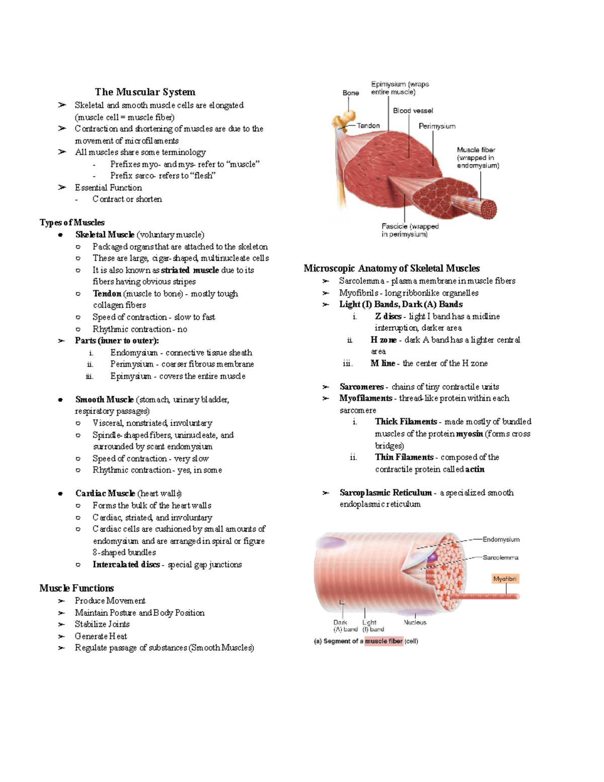 Muscular System Overview and Key Concepts for BIO 101 - Studocu