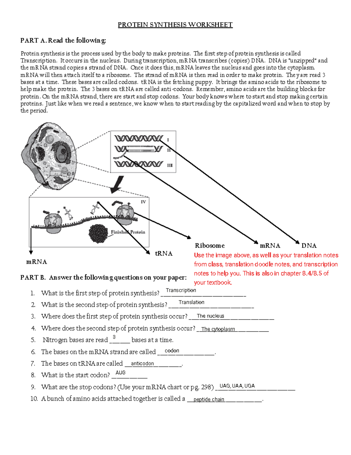 Protein Synthesis Worksheet: A Detailed Study Guide for Biology 101 ...
