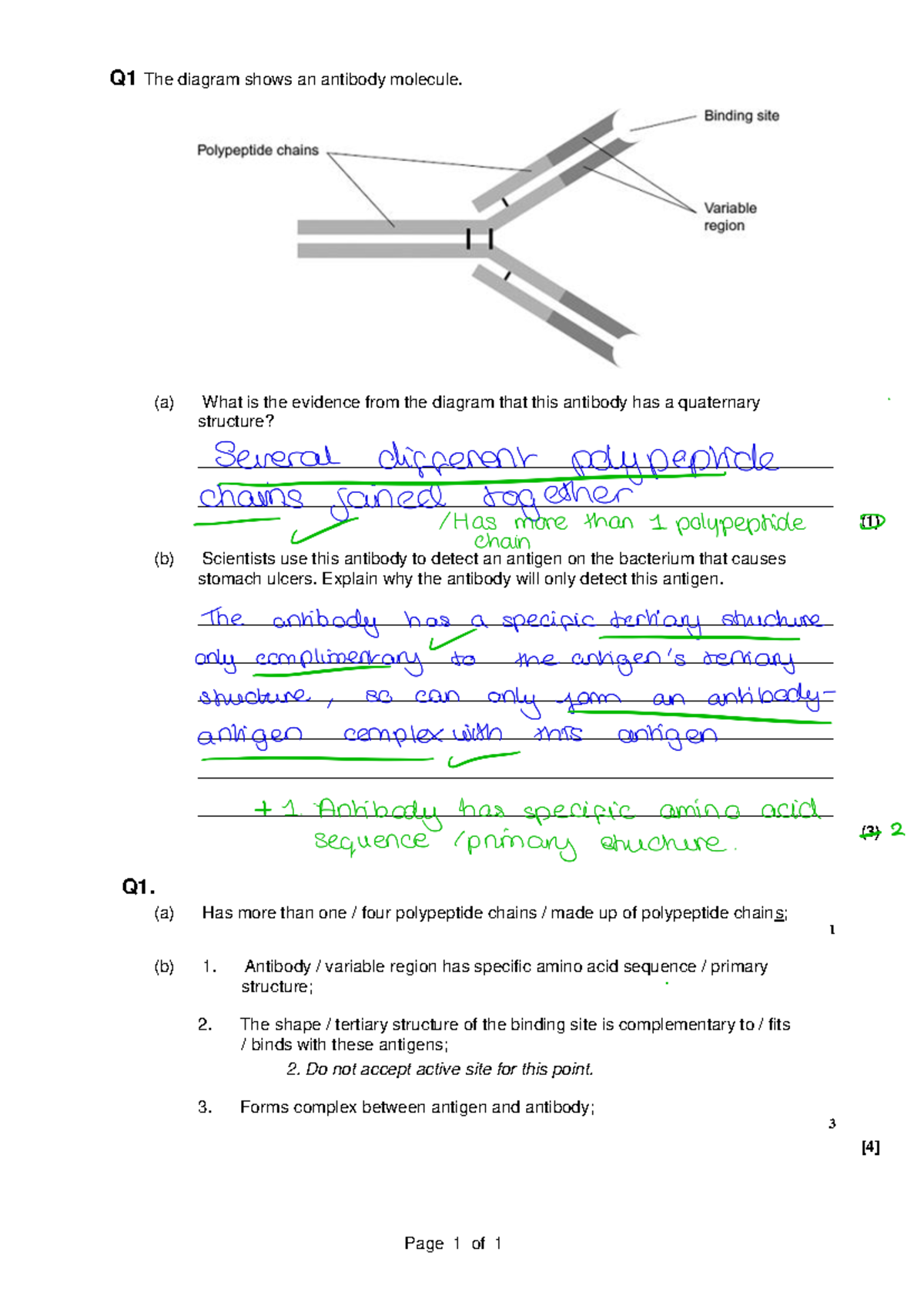 Antibody Structure and Function - PPQ Analysis Notes - Studocu