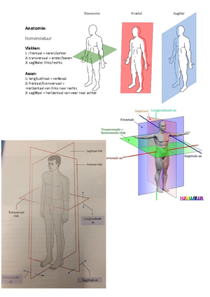Leerlijn anatomie - Leerlijn anatomie Lichaamsvlakken en assen ...