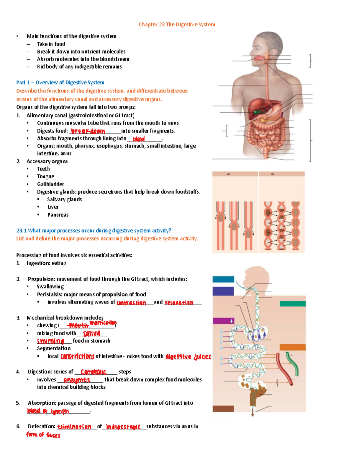 Digestive System Overview: Chapter 23 (Final Exam Notes) - Studocu