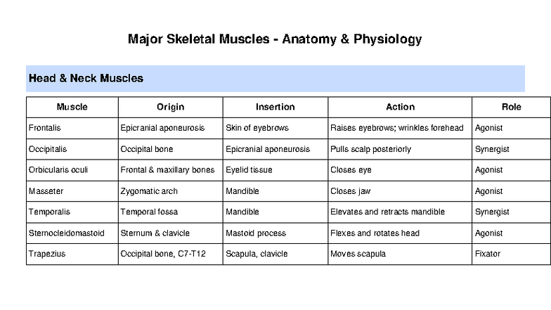 Major Skeletal Muscles - Studocu