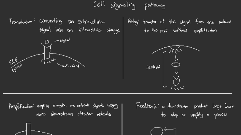 Cell signaling pathway - cell signaling pathway Transduction ...