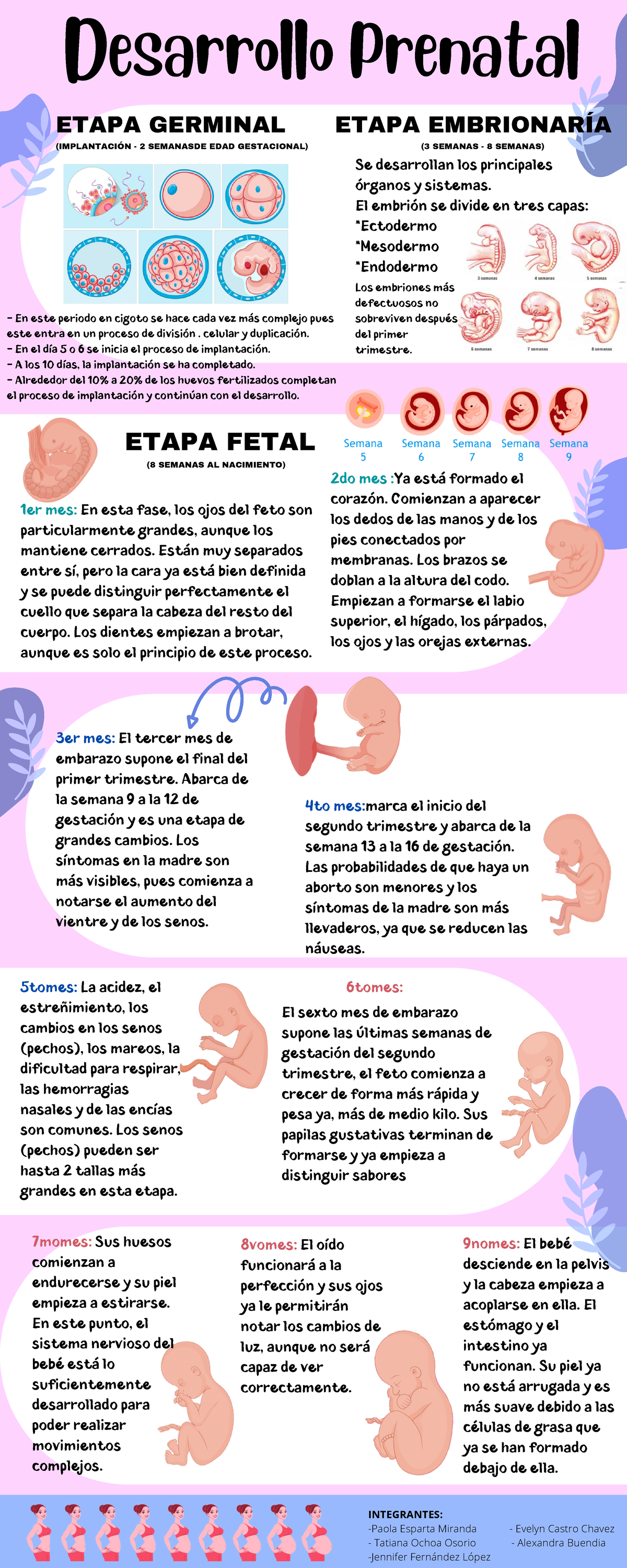 Hoja De Trabajo Sobre Las Etapas Del Desarrollo Prenatal Etapa