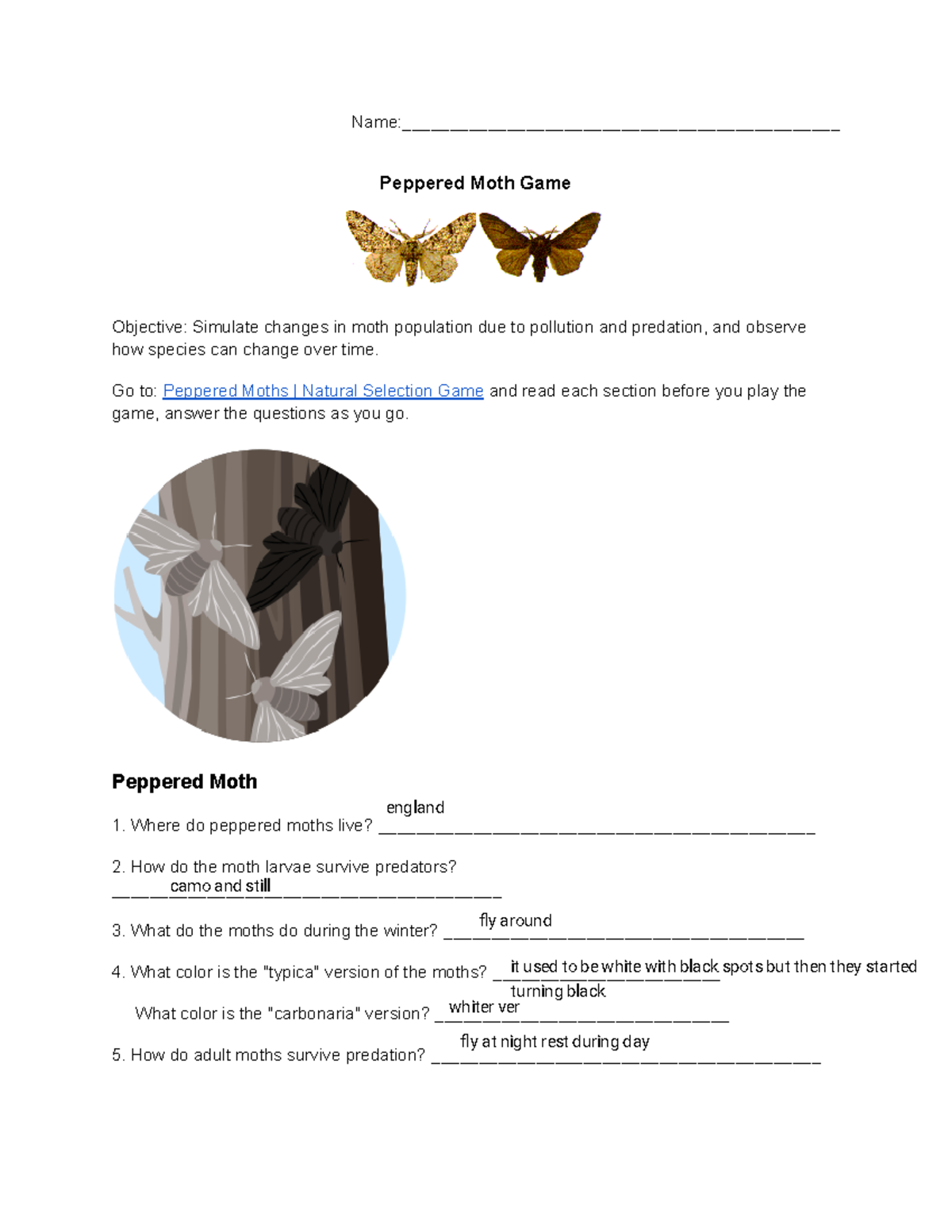 Peppered Moth Questions - Name ...