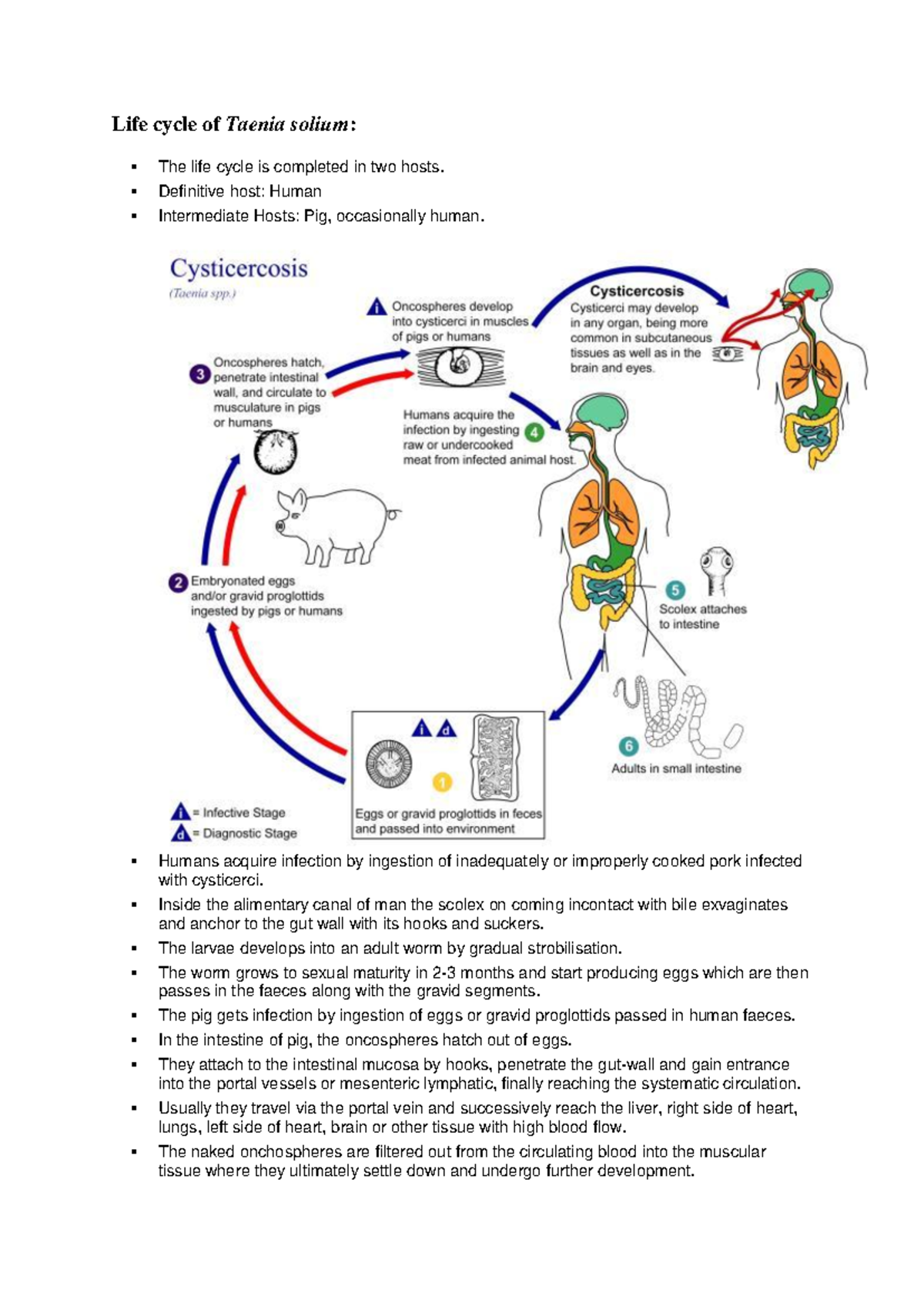 Life Cycle of Taenia solium: Hosts, Transmission, and Pathogenesis ...