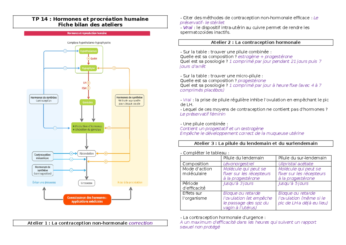 TP 14 fiche bilan correction - TP 14 : Hormones et procréation humaine ...