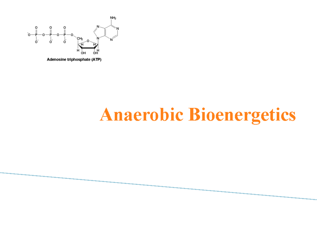 Anaerobic Bioenergetics: ATP Resynthesis & Phosphagen System - Studocu
