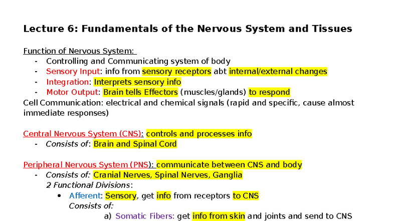 A&P Exam 2 Study Guide: Nervous System, Muscle Tissue, and Functions ...