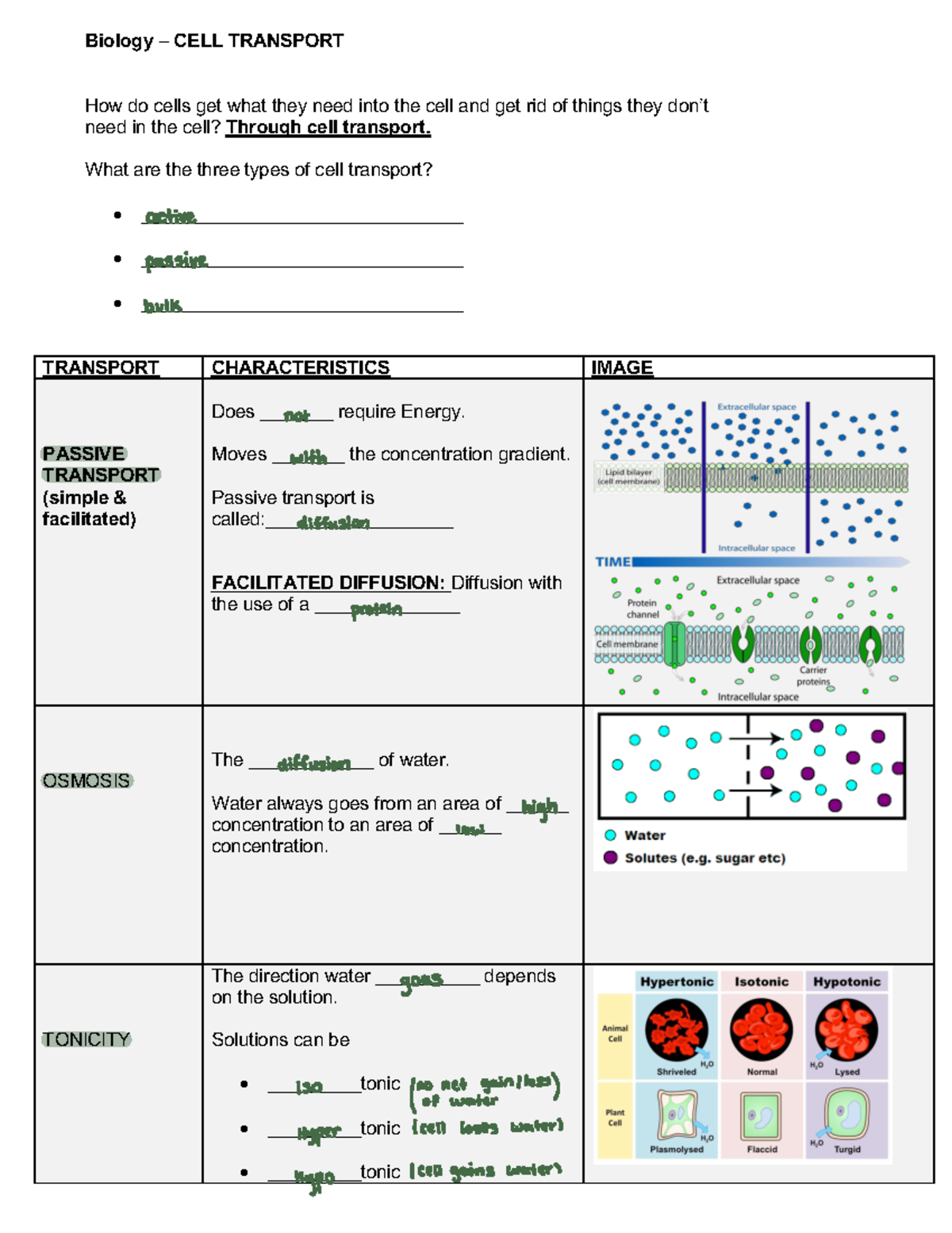 Biology - CELL TRANSPORT Concepts & Mechanisms Study Guide - Studocu