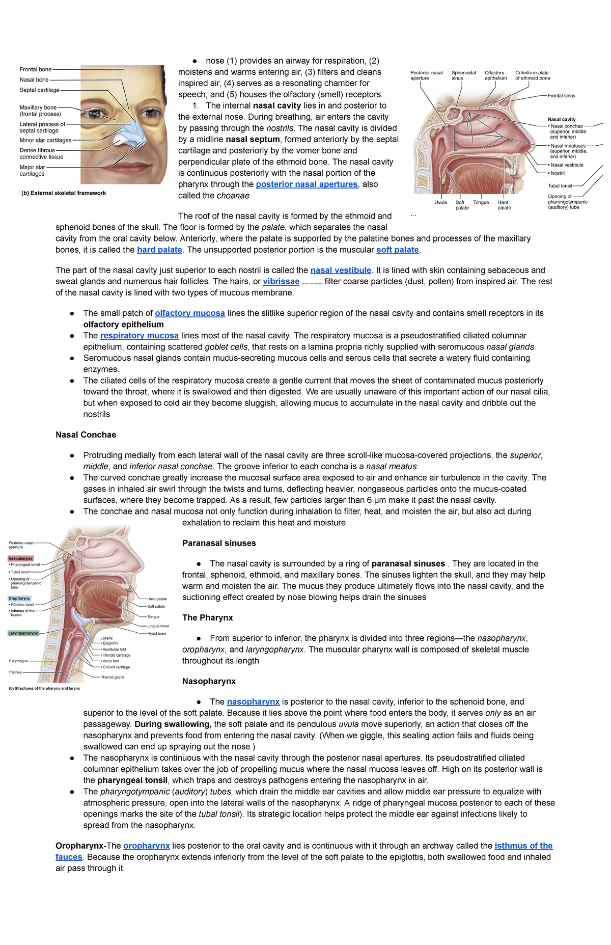Respiratory System: Comprehensive Notes for Course BIO 101 - Studocu