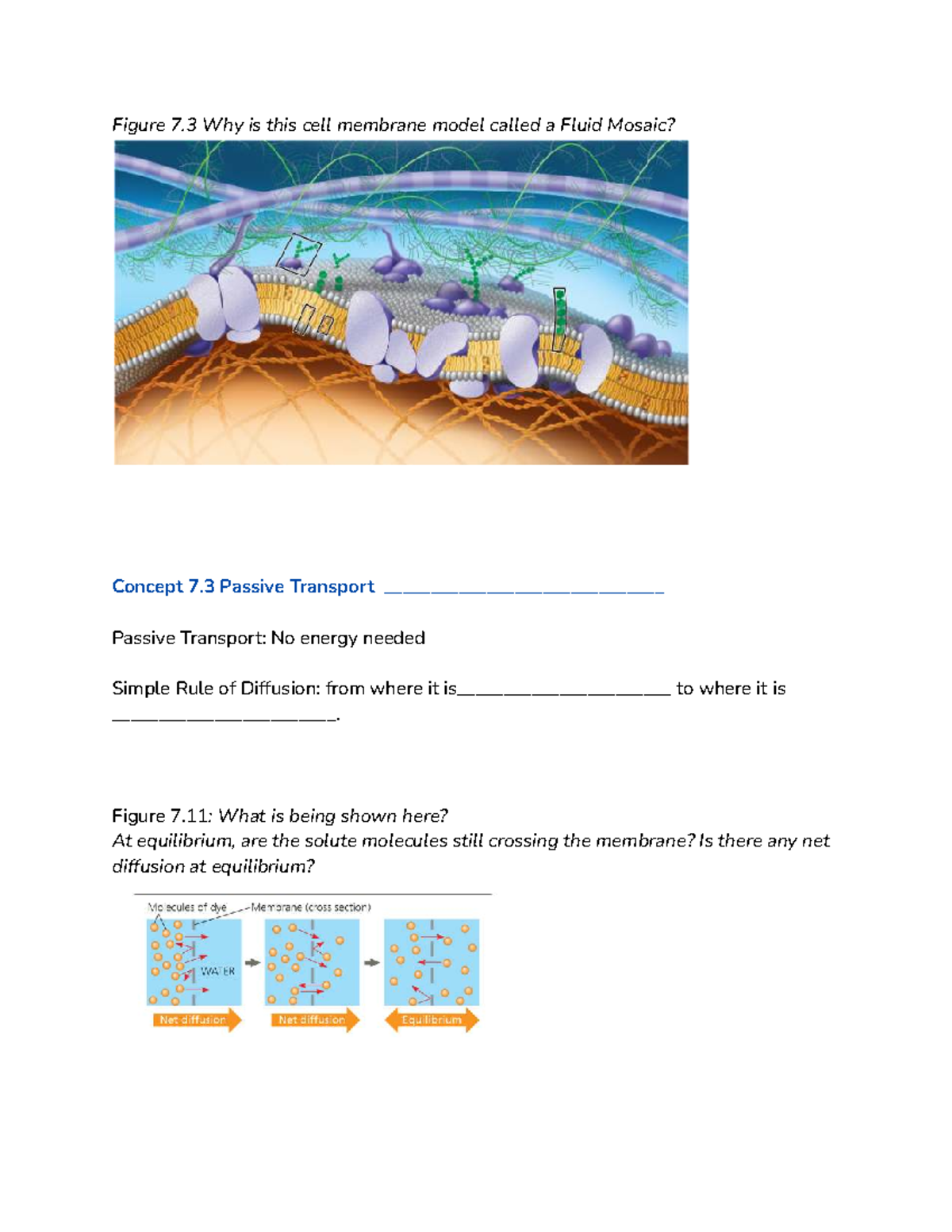 Biology 101: Fluid Mosaic Model & Passive Transport Worksheet - Studocu