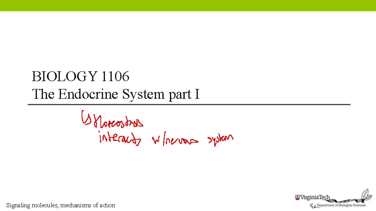 BIOLOGY 1106: The Endocrine System Part I Lecture Notes - Studocu