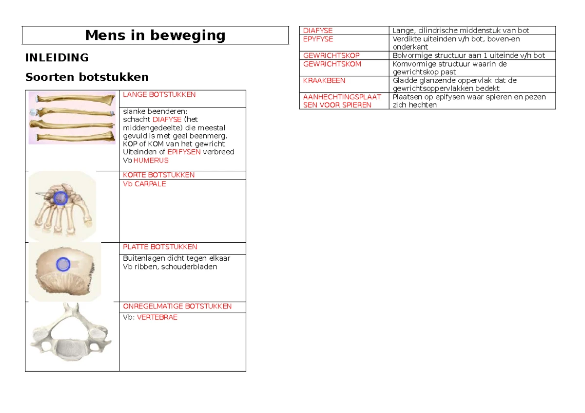 Mens In Beweging: Anatomie van Heup, Knie en Enkel Regio's - Studocu