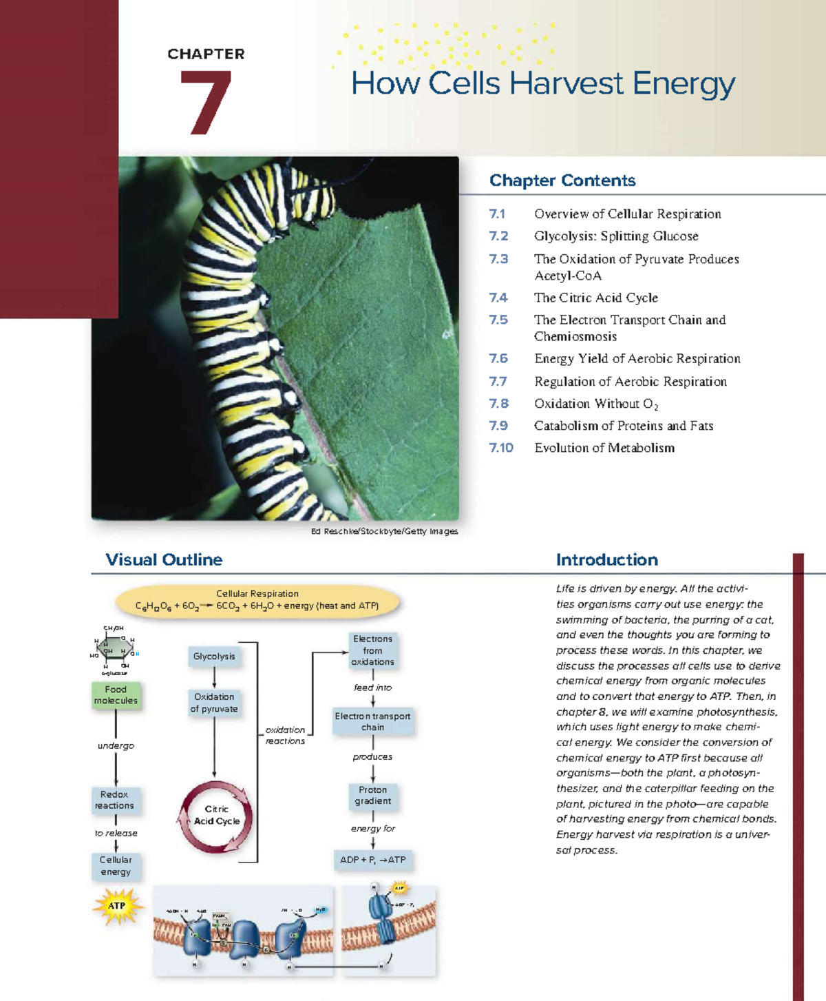 Final Exam Study Guide for BIO 101: Energy Harvesting in Cells - Studocu