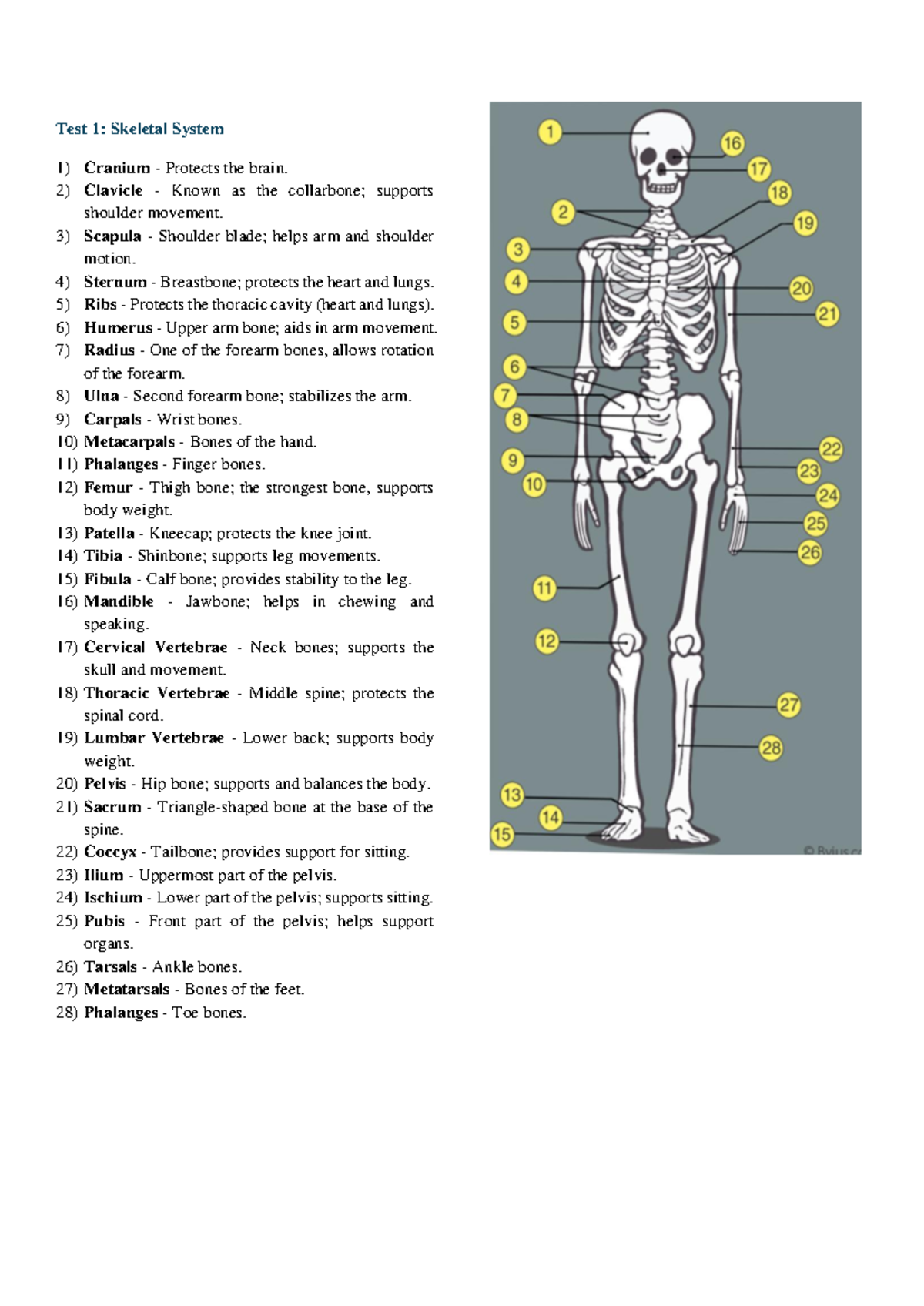 Human Body Systems: Parts Overview for Test Prep - Bio101 - Studocu