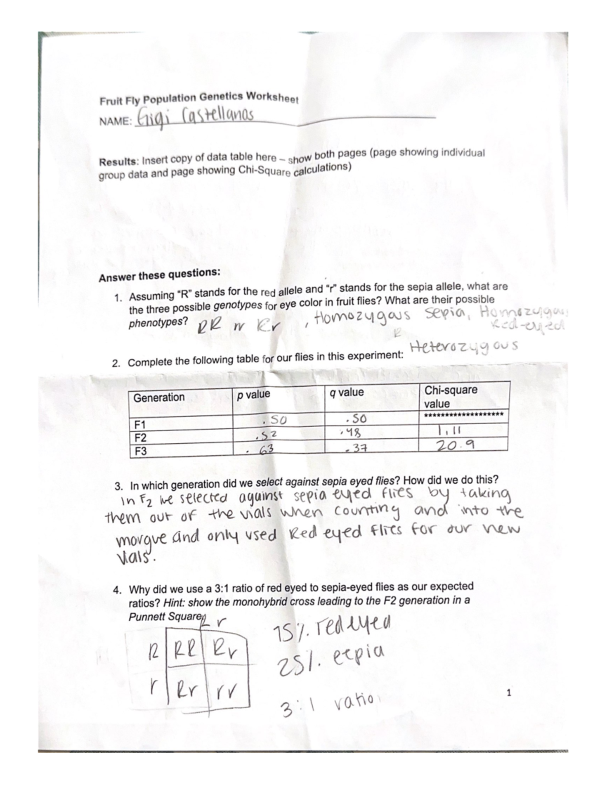Fruit Fly Population Genetics Worksheet 2 - Assuming stands for the red ...