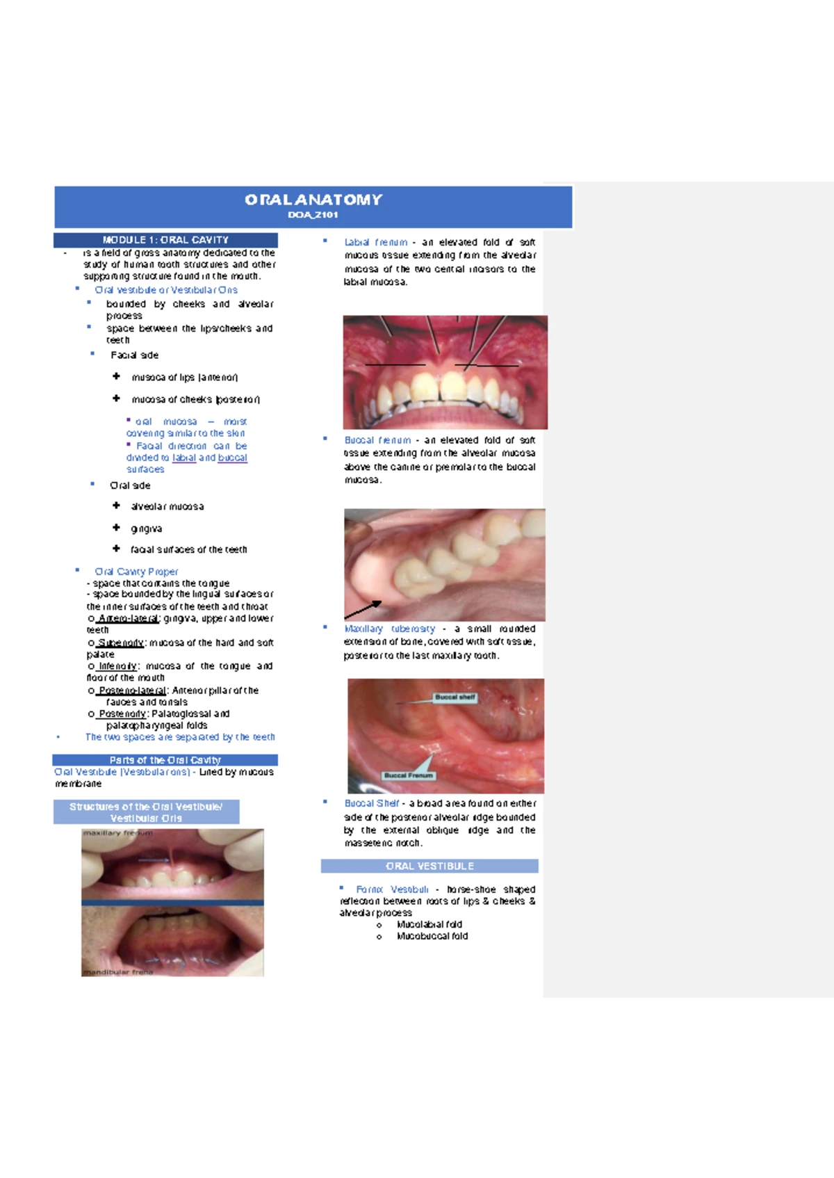 Oral Anatomy Prelim Notes for Course DENT 101: Detailed Study - Studocu