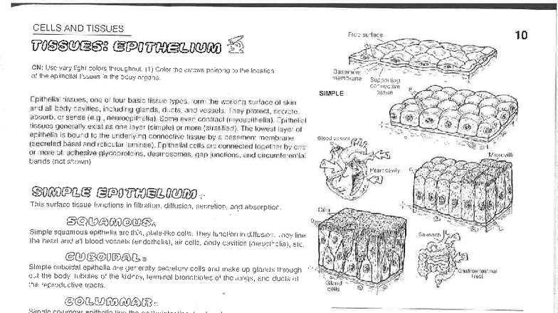 CELLS AND TISSUES: Epithelial Tissue Overview (CN) - Studocu