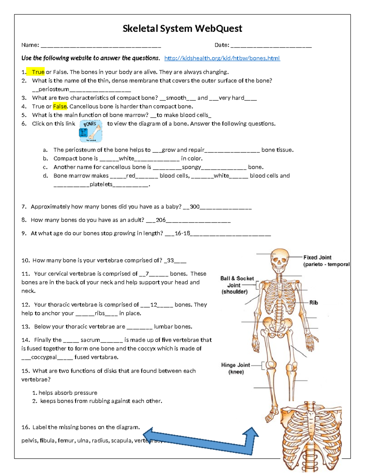 Skeletal System WebQuest: Understanding Bones and Their Functions - Studocu